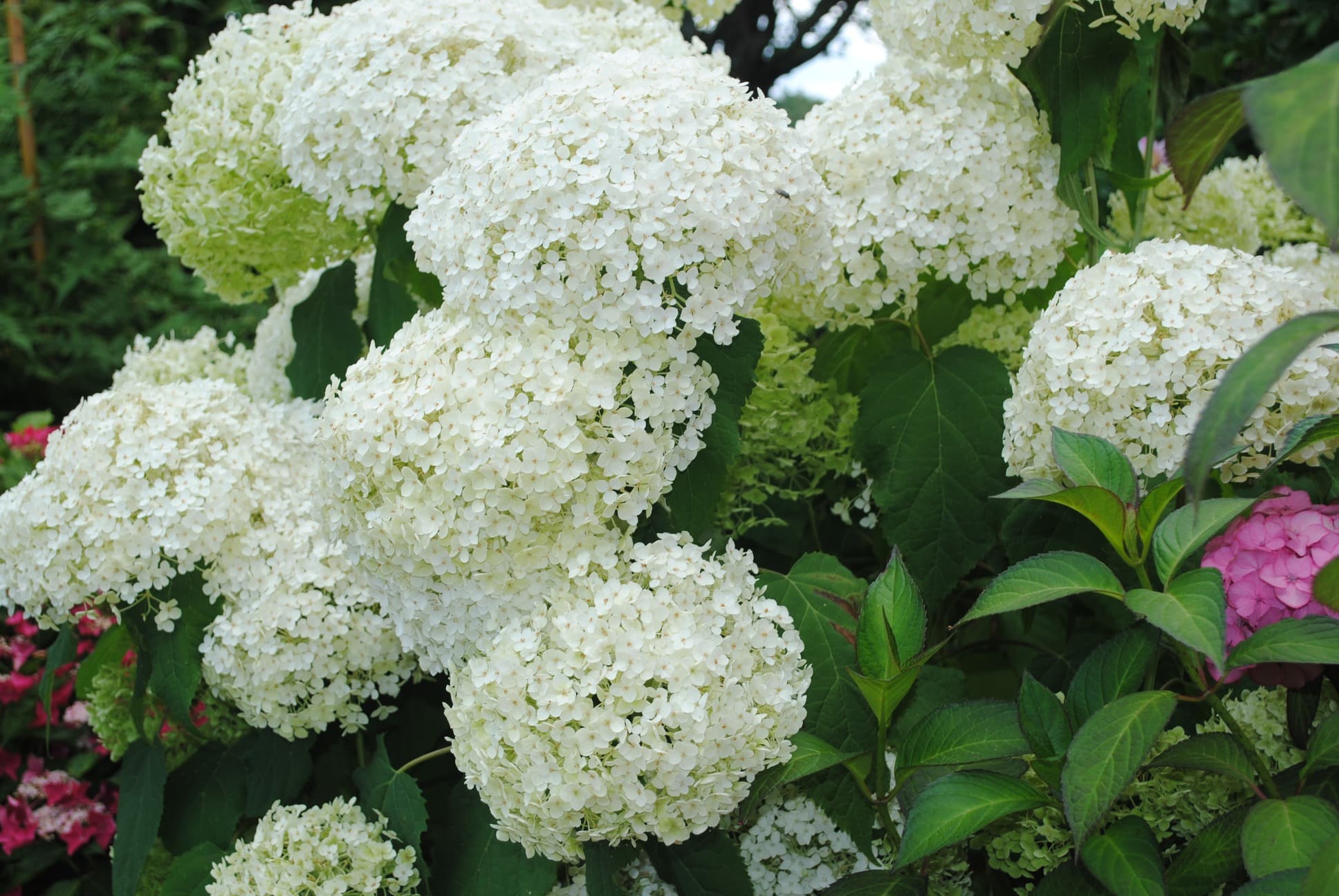Hydrangea Arborescens Annabelle - Hortensia - PEPINIERE MELLOT