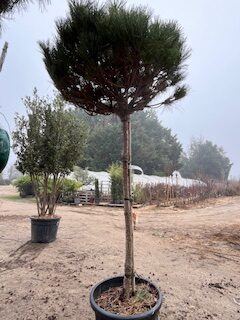 Pinus Nigra Pierrick Brégeon- Pin noir d'Autriche nain - PEPINIERE MELLOT